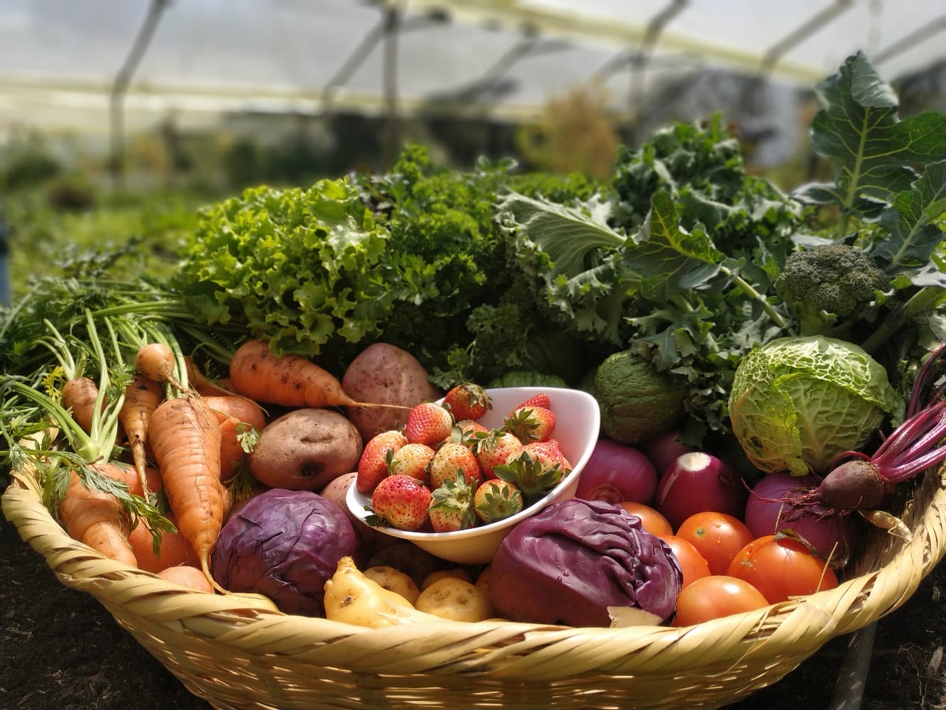 Clementina Organicos - Negocios verdes